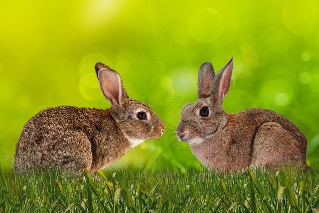 European Pharmacopoeia to Put an End to the Rabbit Pyrogen Test ...